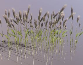 Low-poly Wheat 3D Models | CGTrader