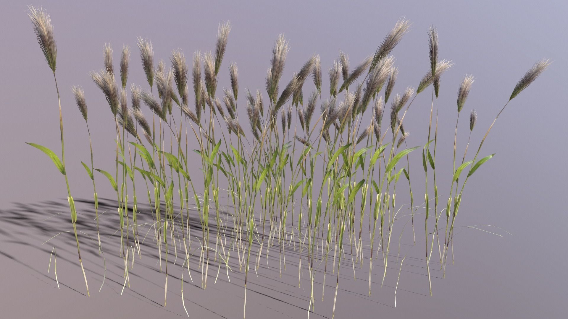 3D model Wheat Plant VR / AR / low-poly | CGTrader