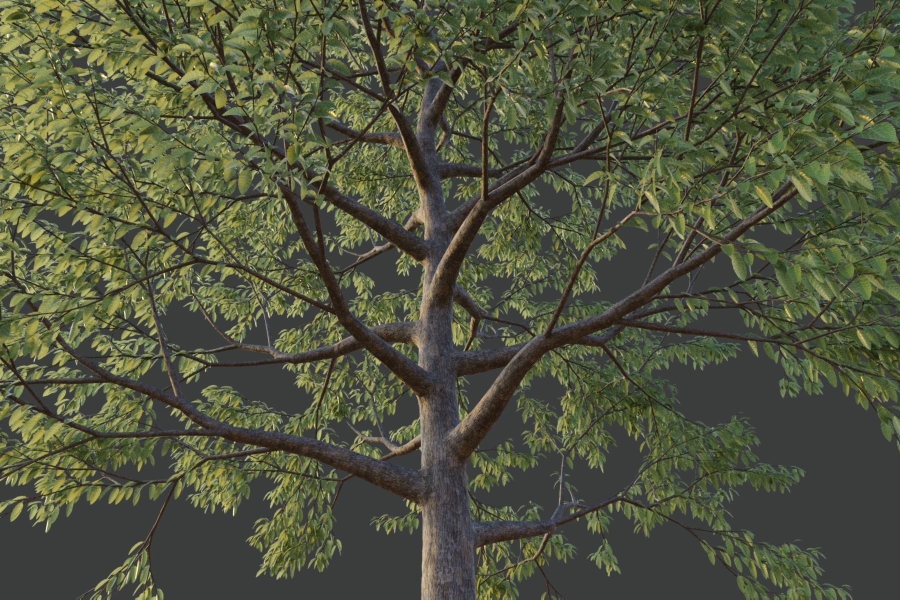 XfrogPlants Japanese Blue Oak - Quercus Glauca 3D model animated | CGTrader