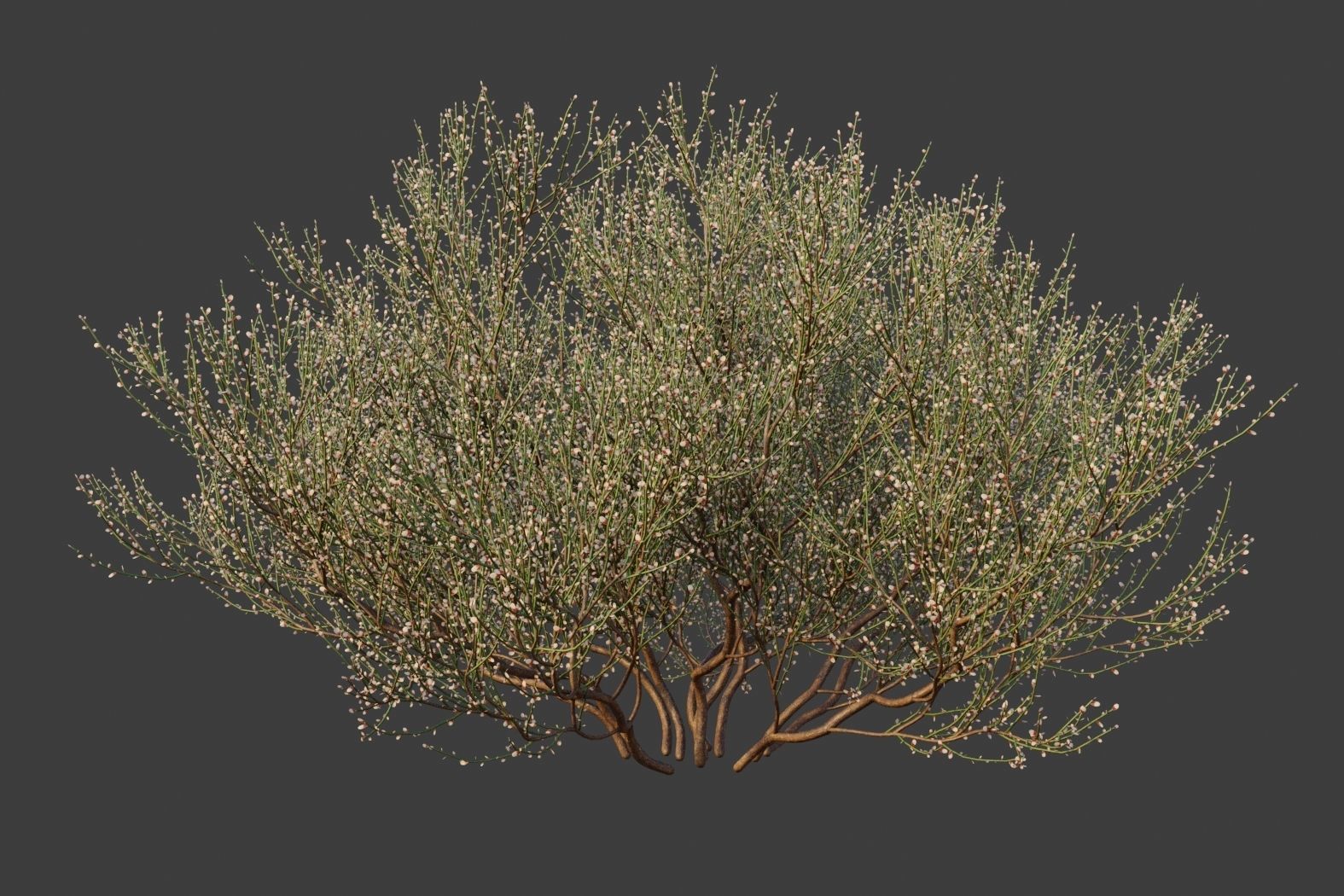 XfrogPlants Retama Raetam 3D model animated | CGTrader