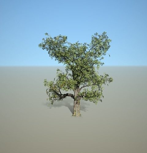 3D model Tree Pack 10 variations 3 LODs VR / AR / low-poly | CGTrader
