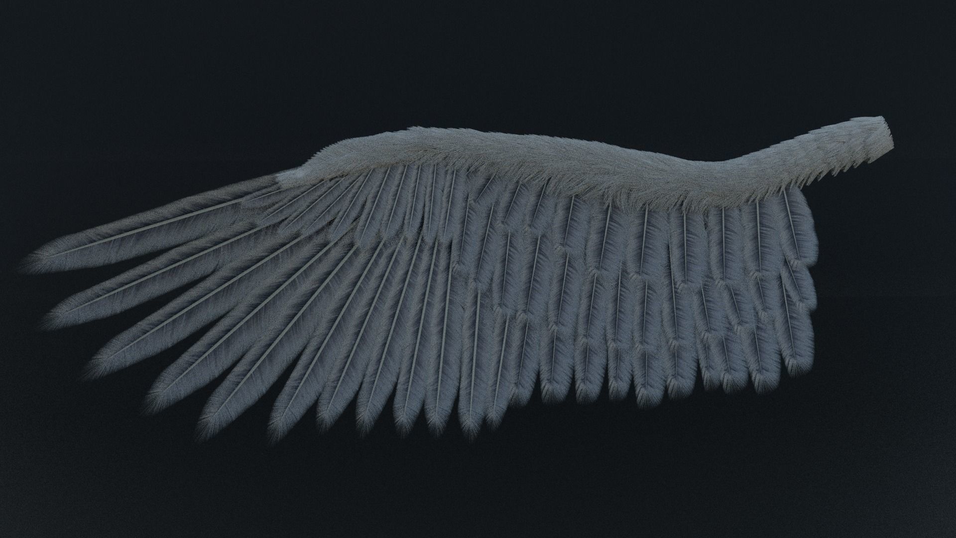 3D model Wing Angels Bird VR / AR / low-poly | CGTrader
