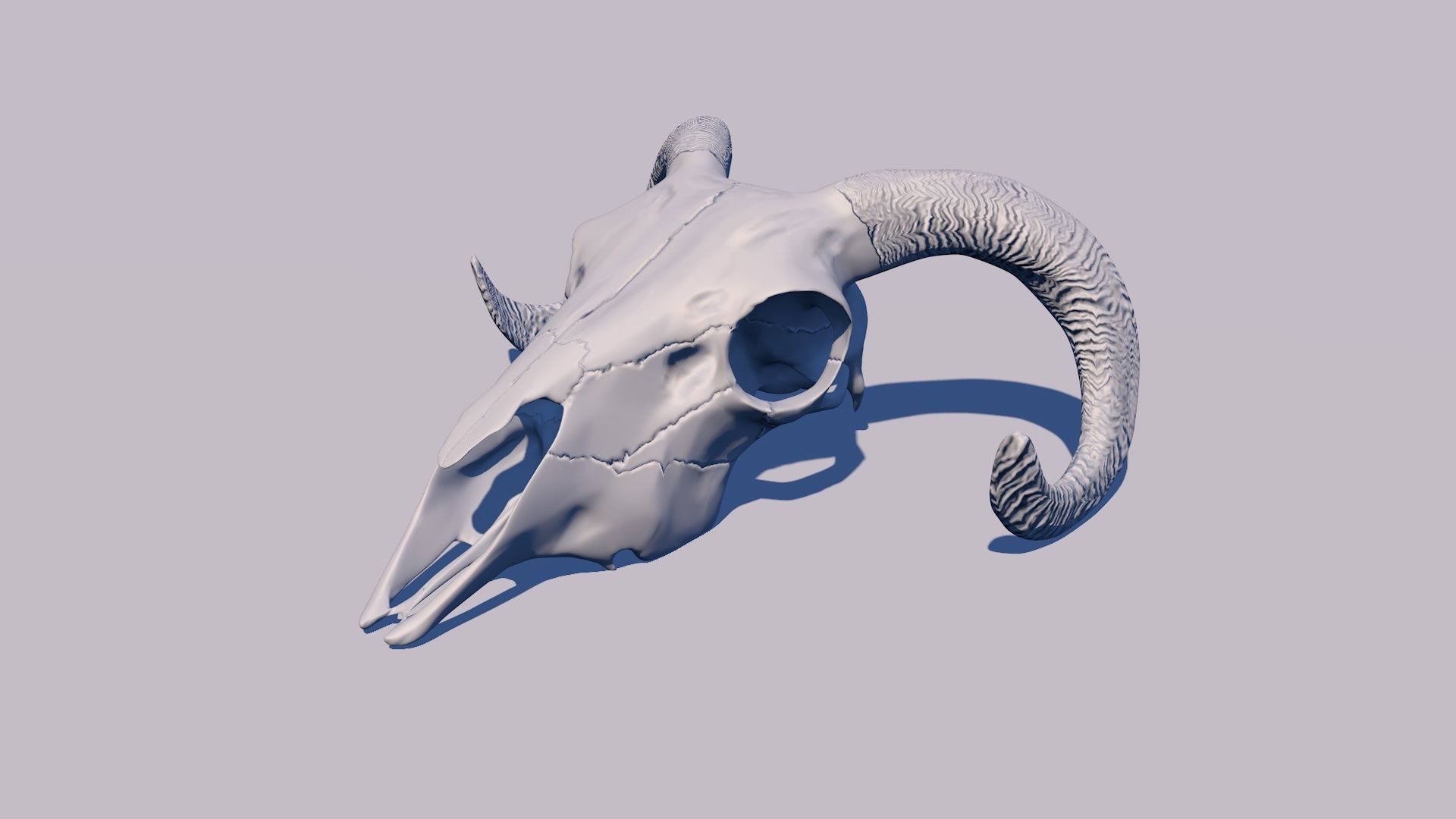 ram skull 3D model | CGTrader