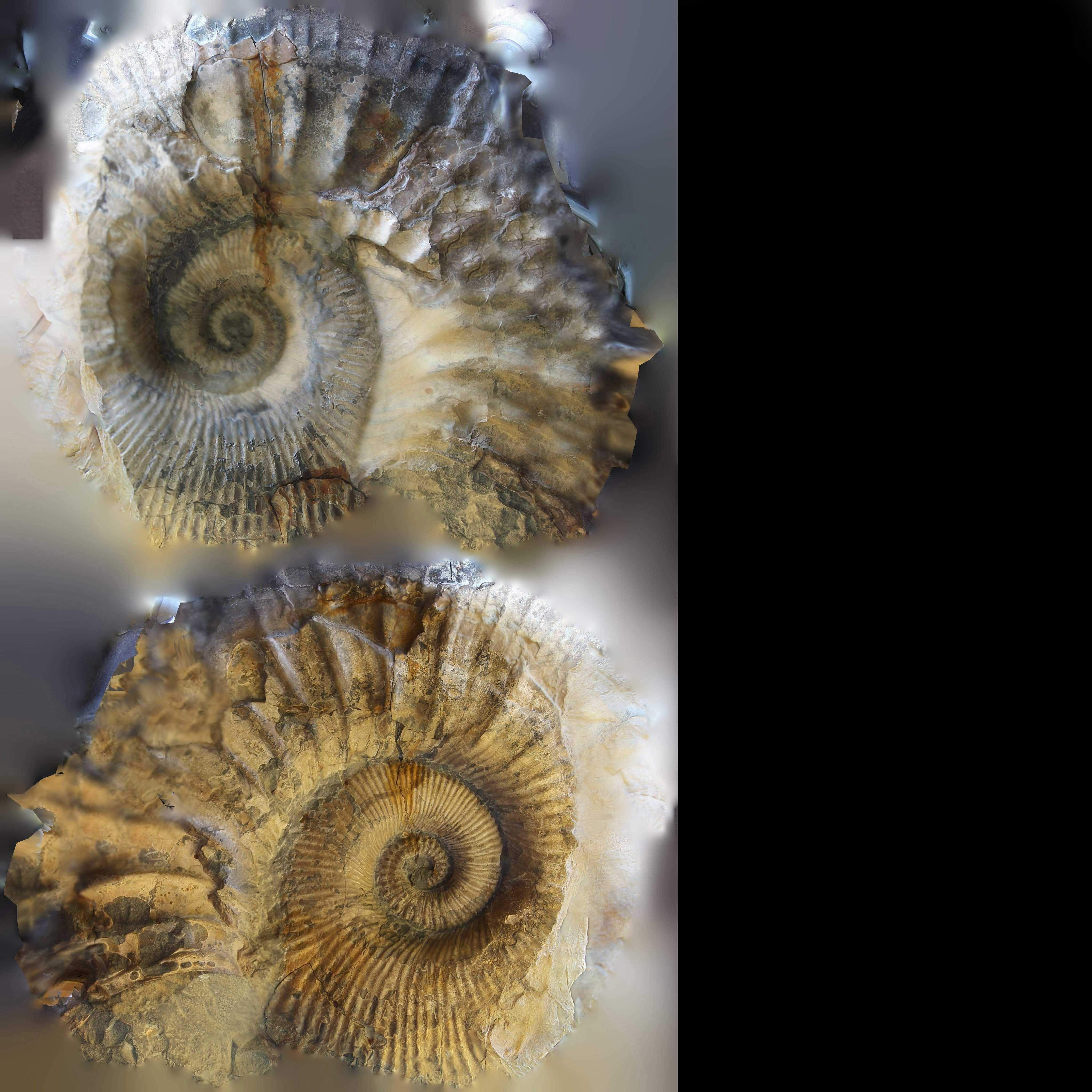Ammonite free 3D model | CGTrader