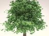 Curly maple tree 3D model | CGTrader