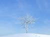 Snow Covered Tree 3D model | CGTrader