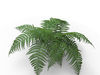 Bracken fern plant 3D model | CGTrader