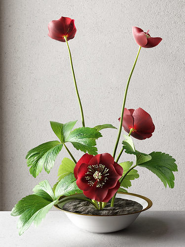 Hellebore Flower 3D model | CGTrader