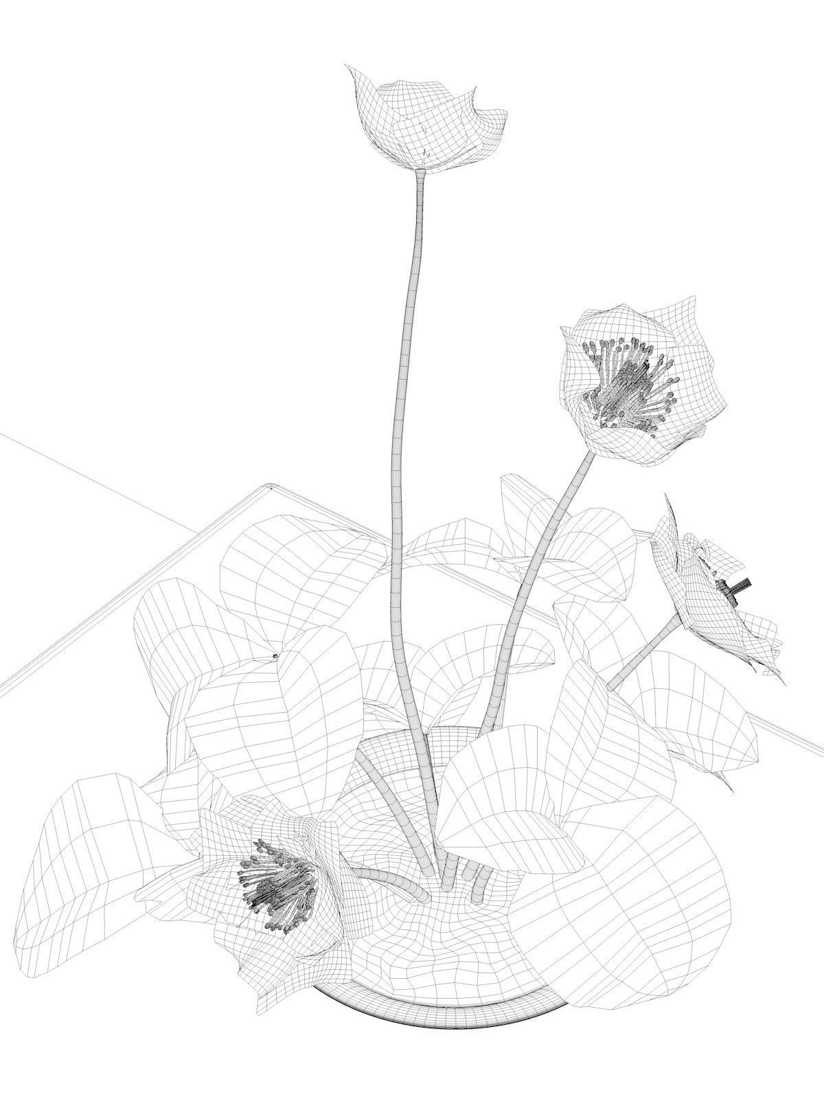 Hellebore Flower 3D model | CGTrader