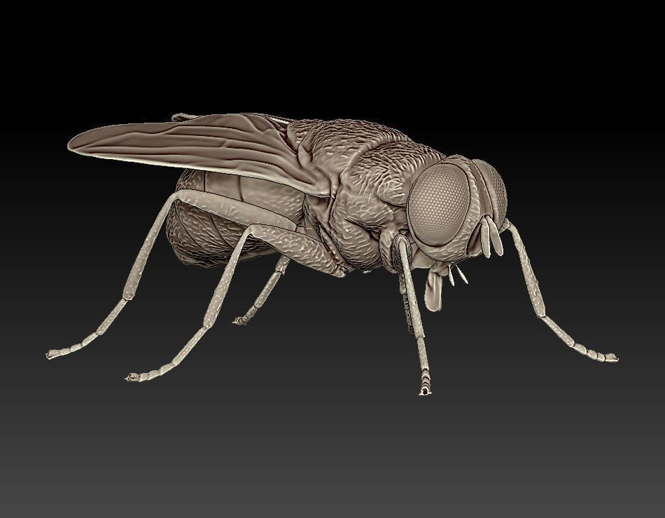 fly flies 3D model 3D printable | CGTrader