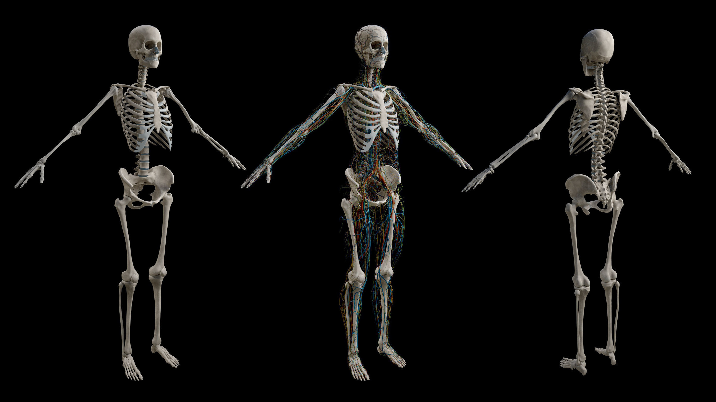 Human Anatomy woman 3D model rigged | CGTrader