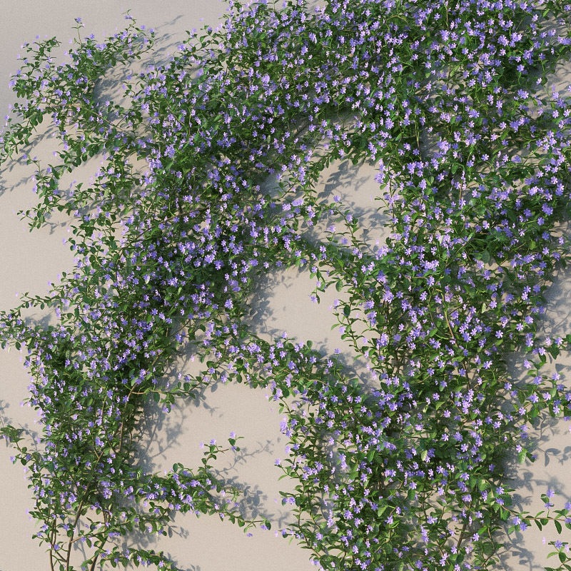 XfrogPlants Lesser Perriwinkle - Vinca Minor 3D model animated | CGTrader