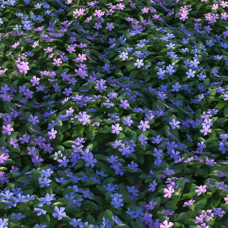 XfrogPlants Lesser Perriwinkle - Vinca Minor 3D model animated | CGTrader