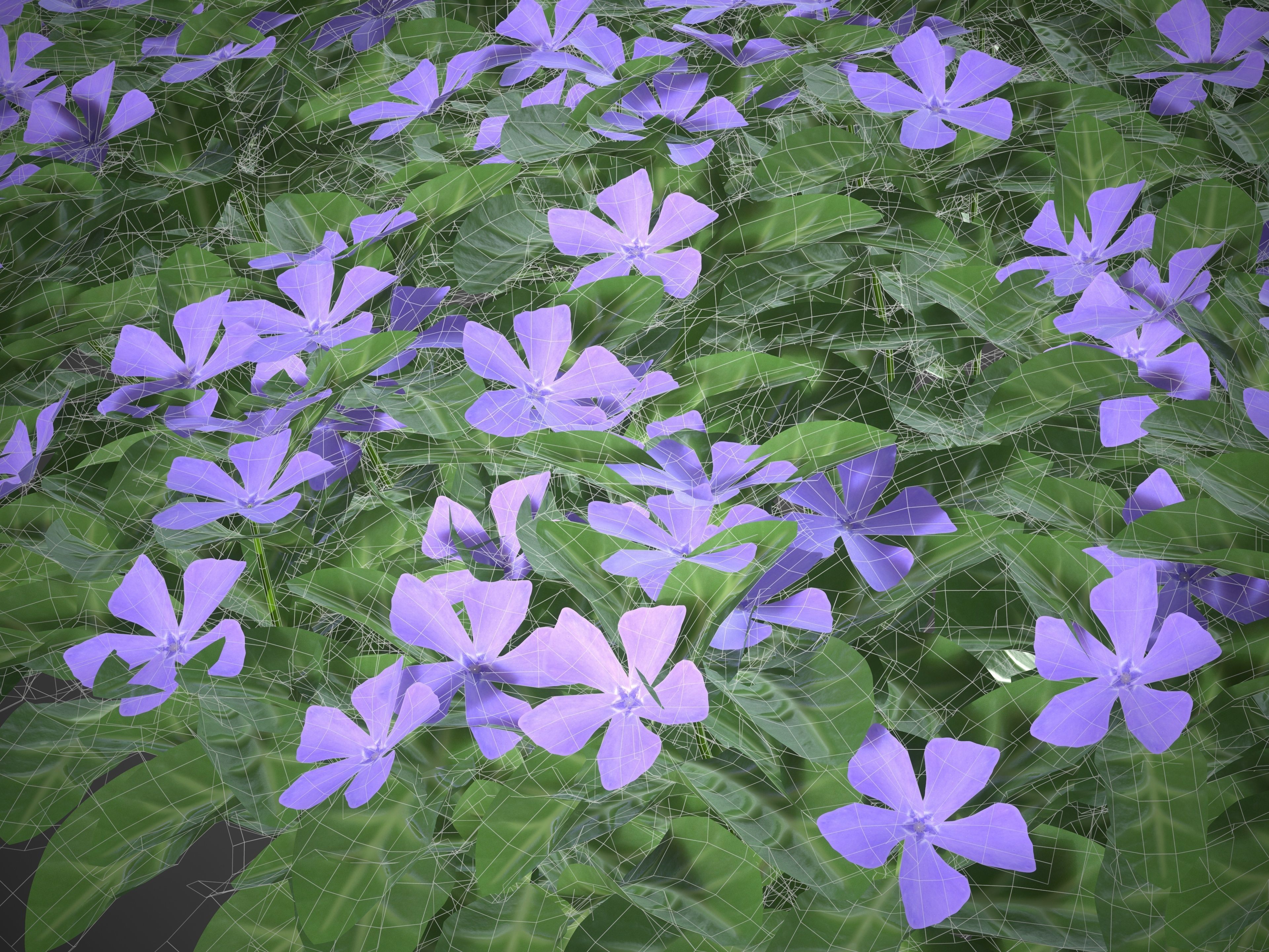 XfrogPlants Lesser Perriwinkle - Vinca Minor 3D model animated | CGTrader
