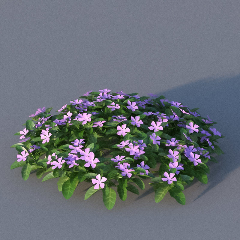 XfrogPlants Lesser Perriwinkle - Vinca Minor 3D model animated | CGTrader
