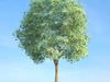 Tall Tree 3D model | CGTrader