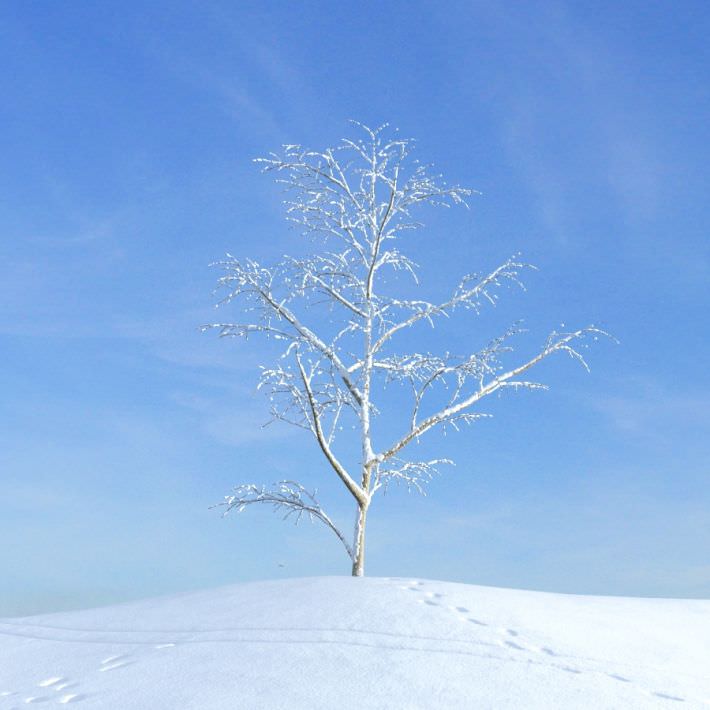 Withered Tree Winter 3D model | CGTrader