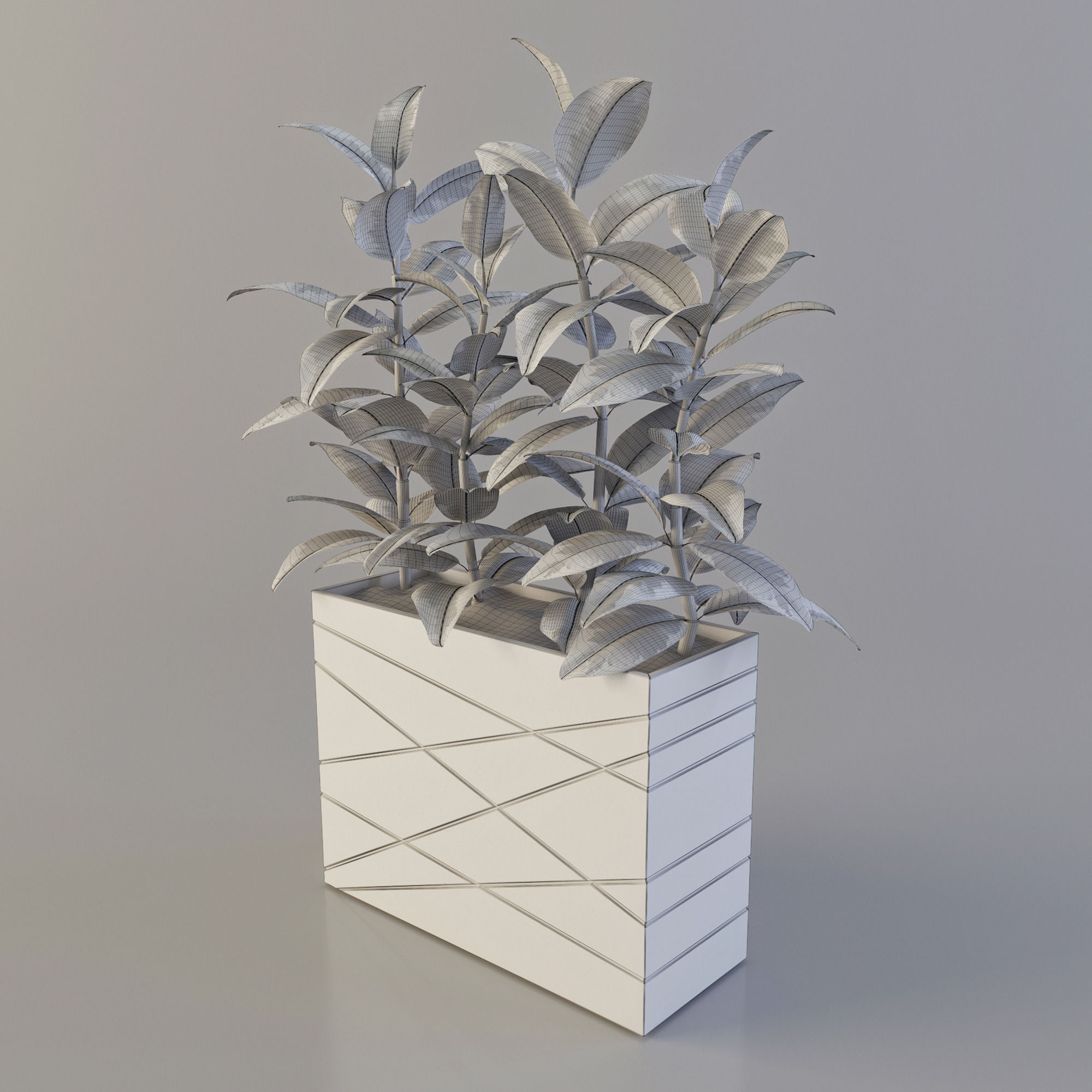 Ficus plant 3D model | CGTrader