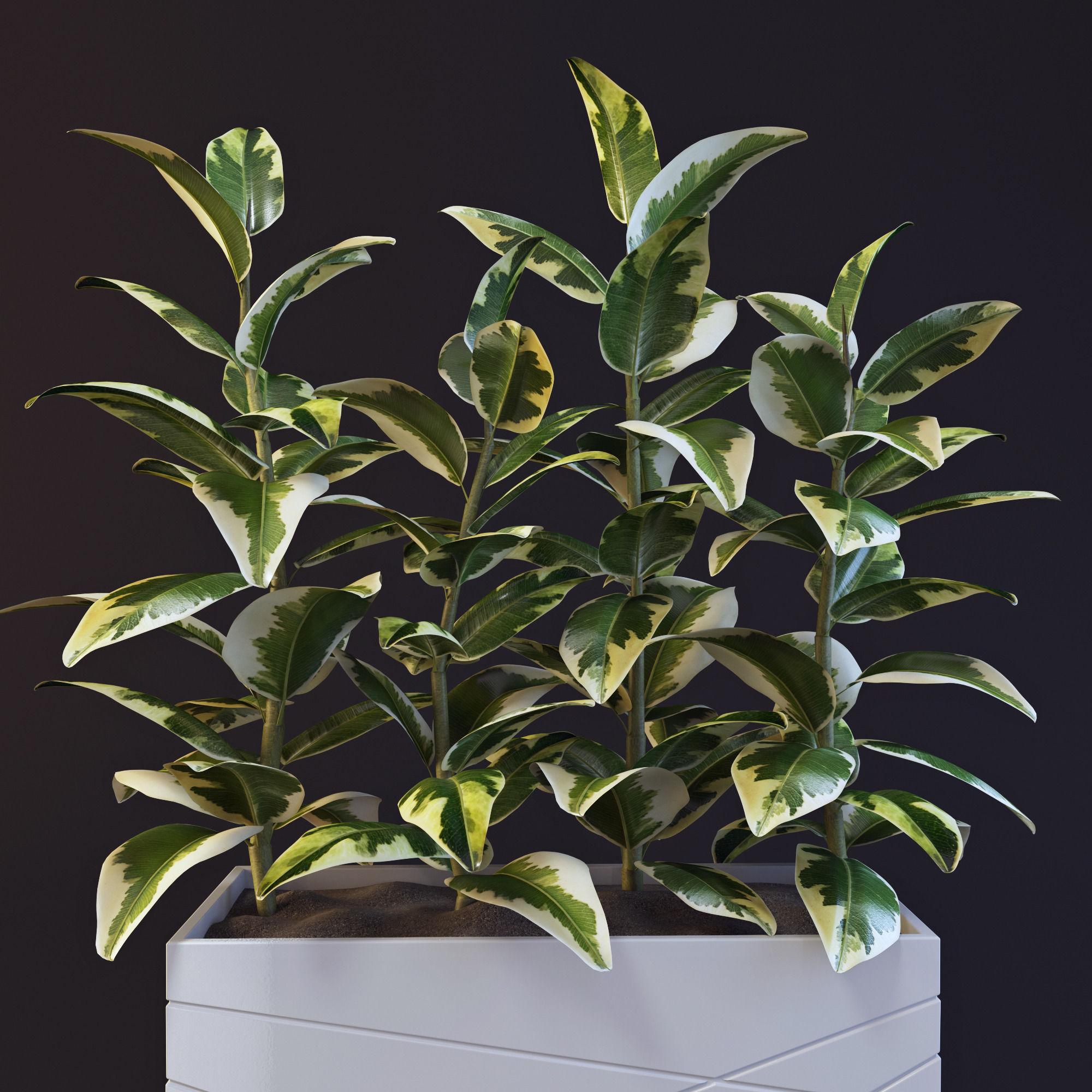 Ficus plant 3D model | CGTrader