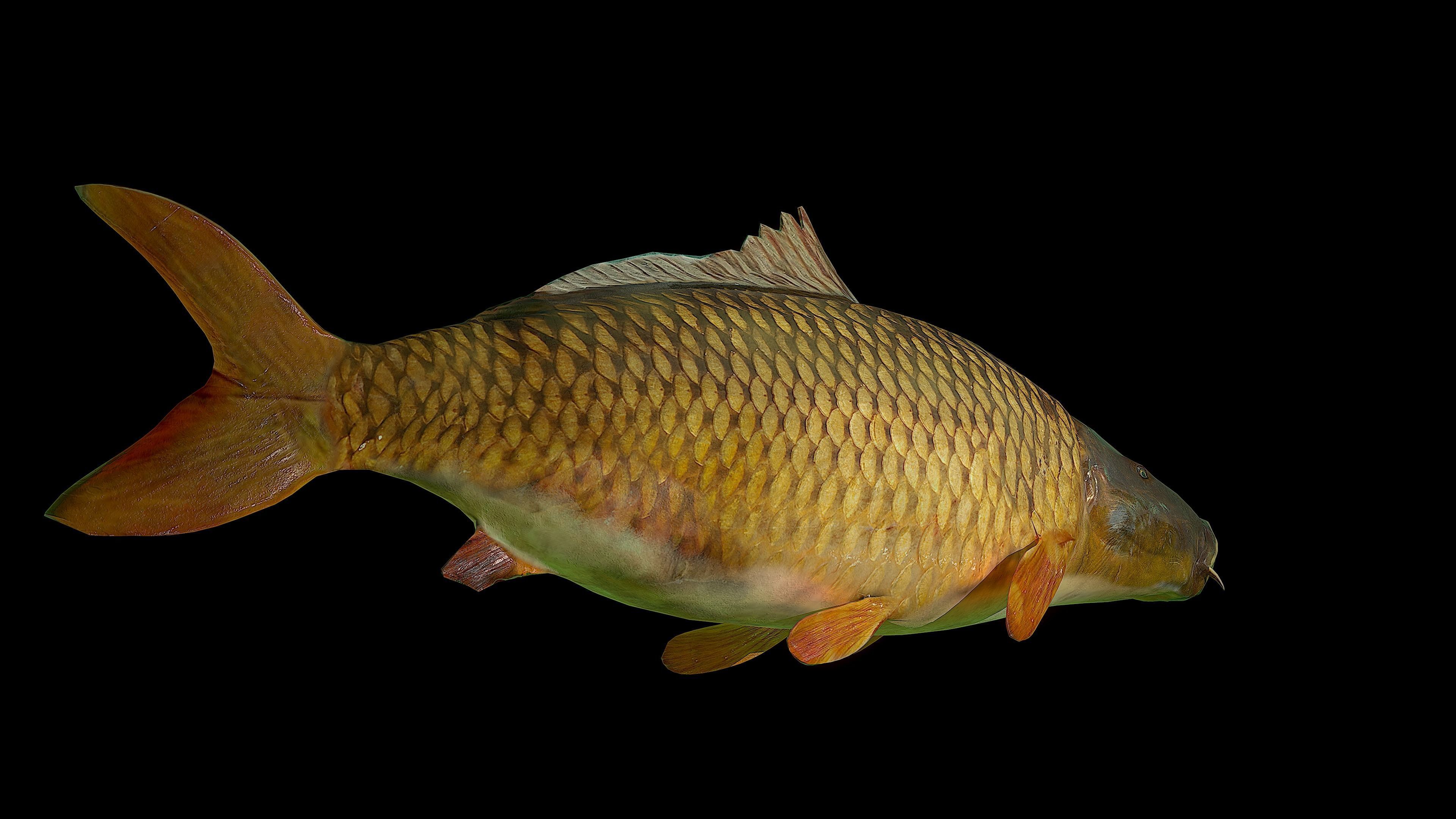 3D model Carp 3D Model fish VR / AR / low-poly | CGTrader