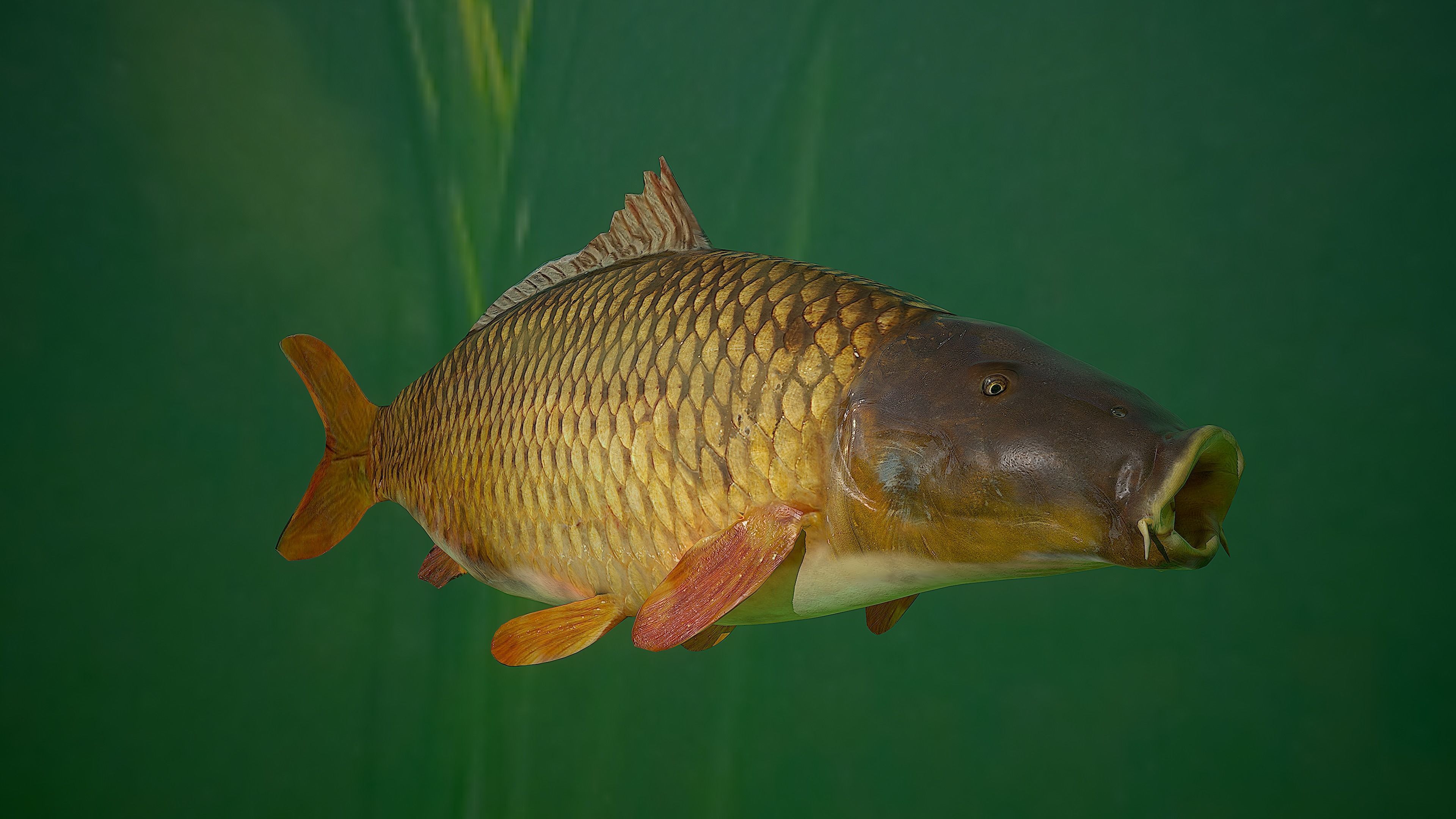 3D model Carp 3D Model fish VR / AR / low-poly | CGTrader