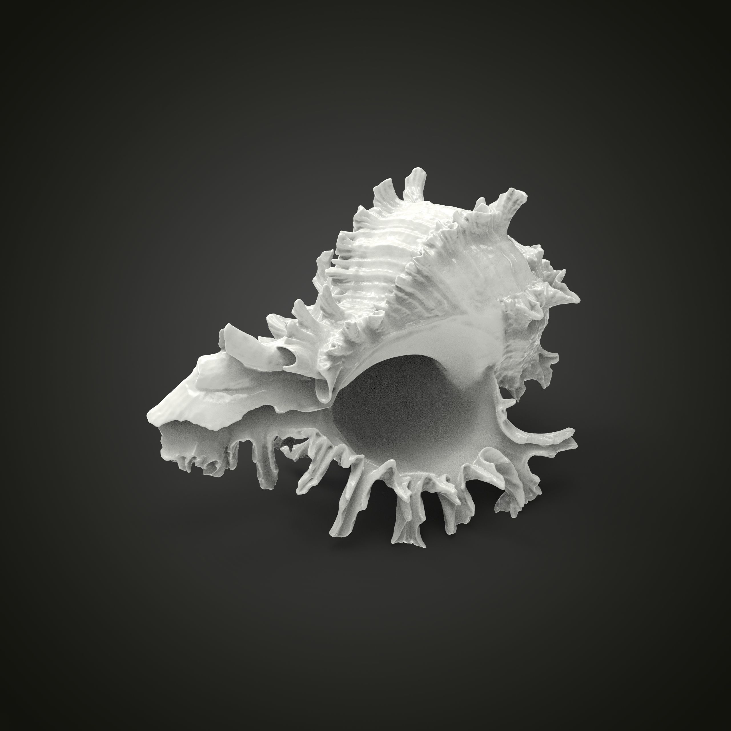 High poly sea shell 3D model 3D printable | CGTrader