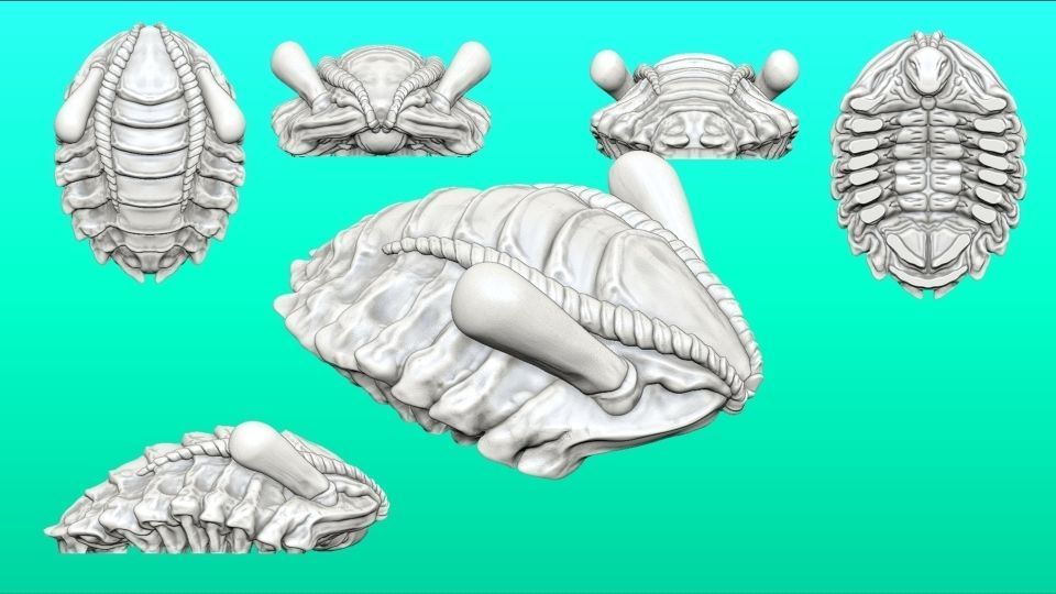 Trilobite 3d Printable 3D model 3D printable | CGTrader