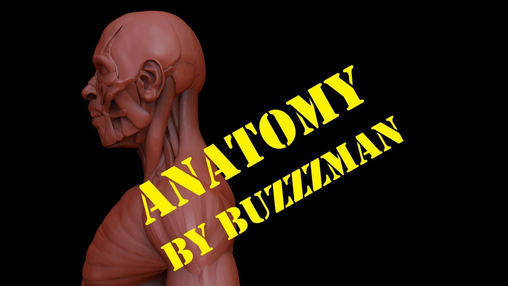 Anatomy sculpt 3D - Human 3D model | CGTrader