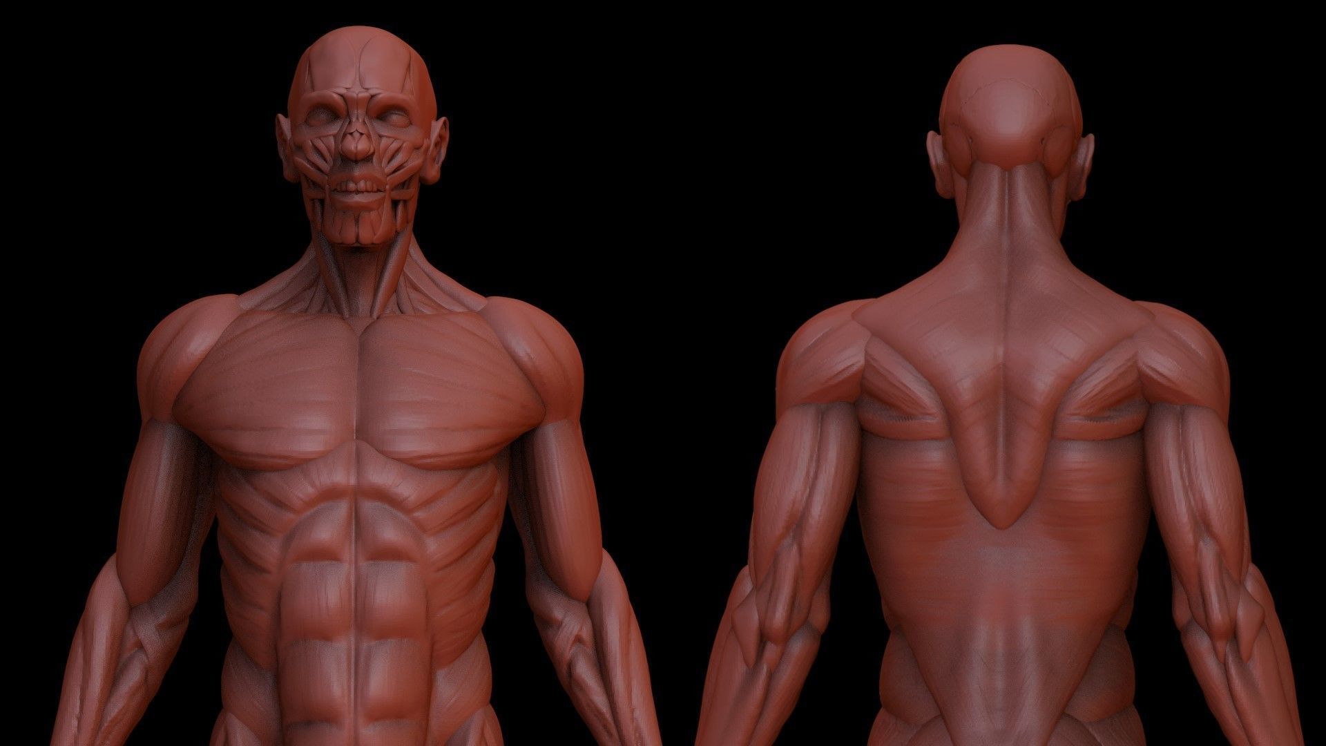 Anatomy sculpt 3D - Human 3D model | CGTrader