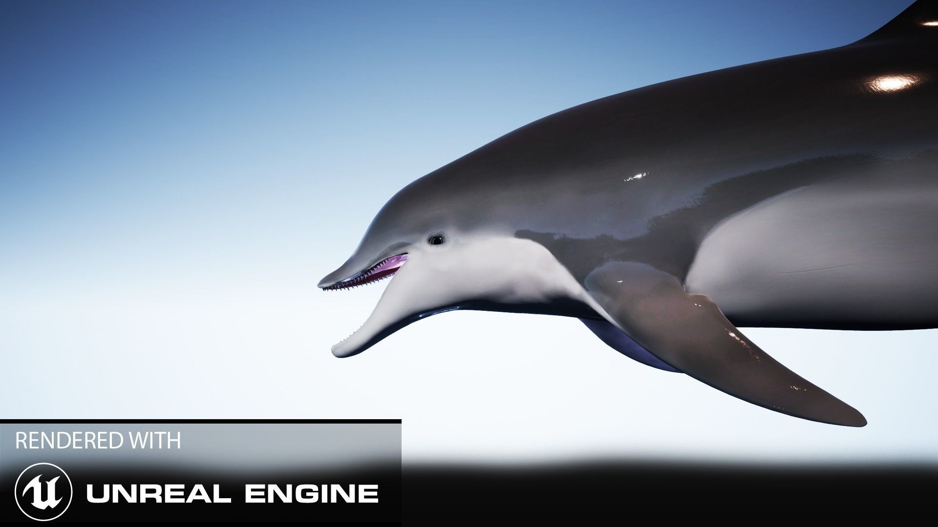 3D model Realistic Animated Dolphin VR / AR / low-poly | CGTrader
