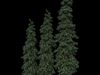 asopalav tree 3d model - ashoka tree - polygonia longifolia 3D model ...