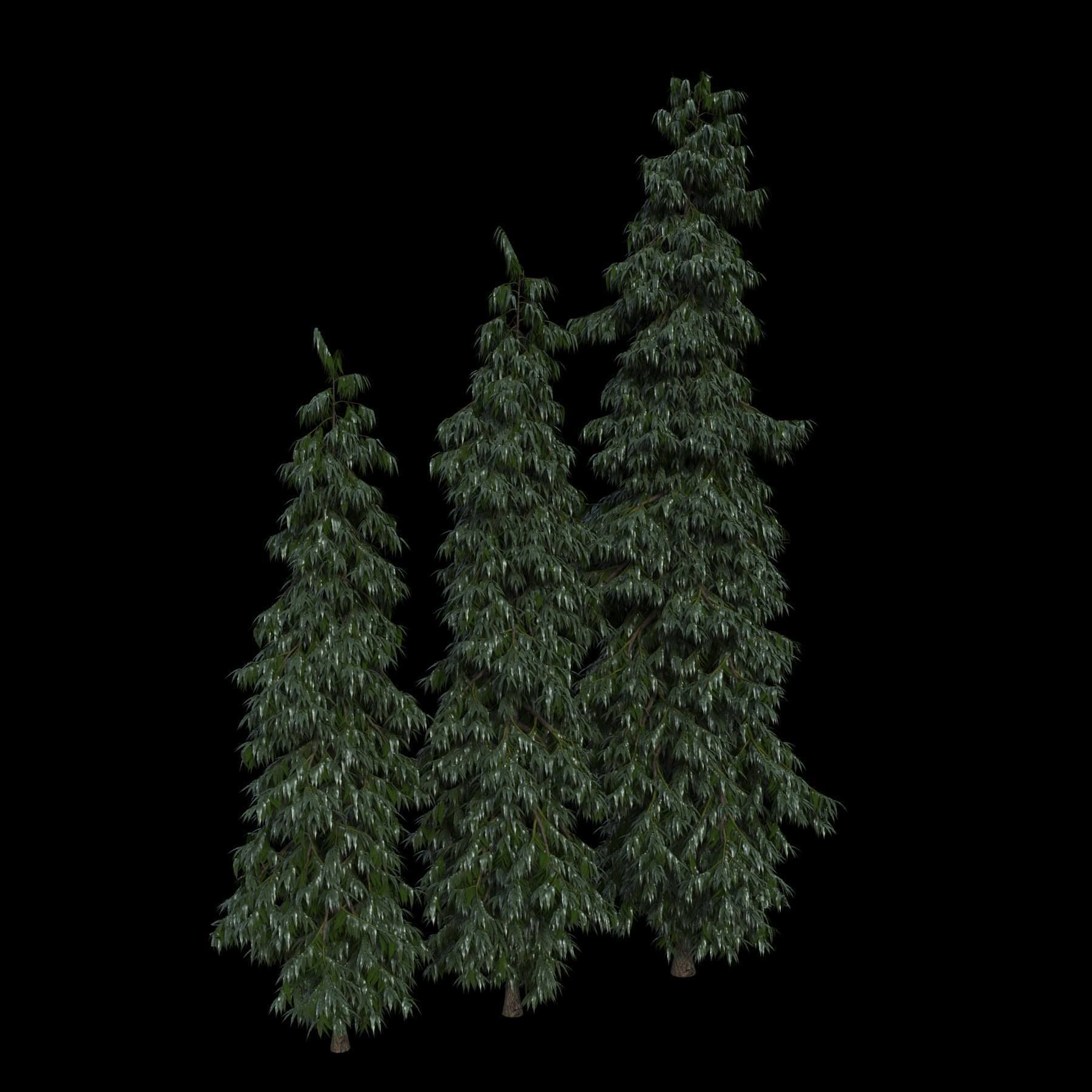 asopalav tree 3d model - ashoka tree - polygonia longifolia 3D model ...