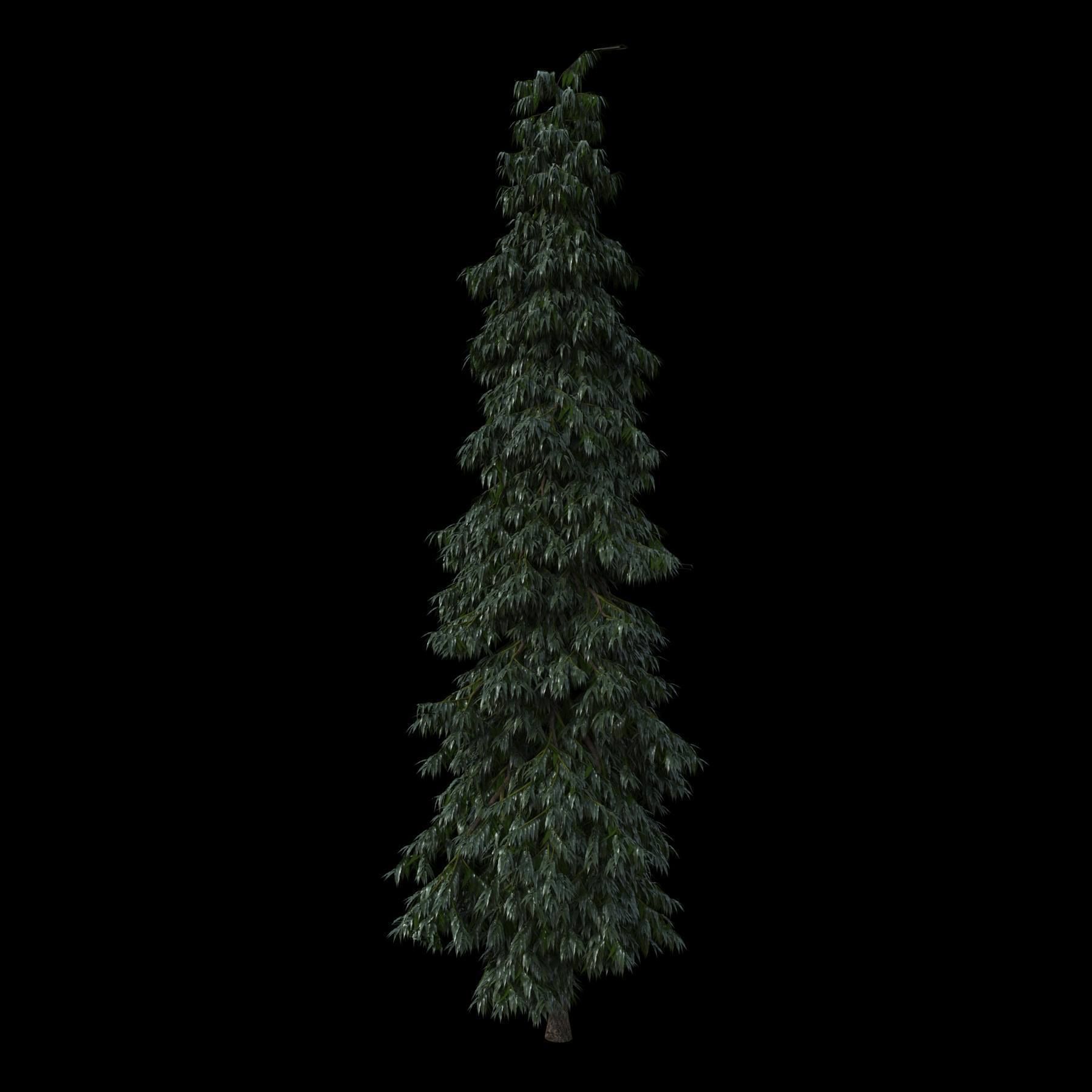 asopalav tree 3d model - ashoka tree - polygonia longifolia 3D model ...