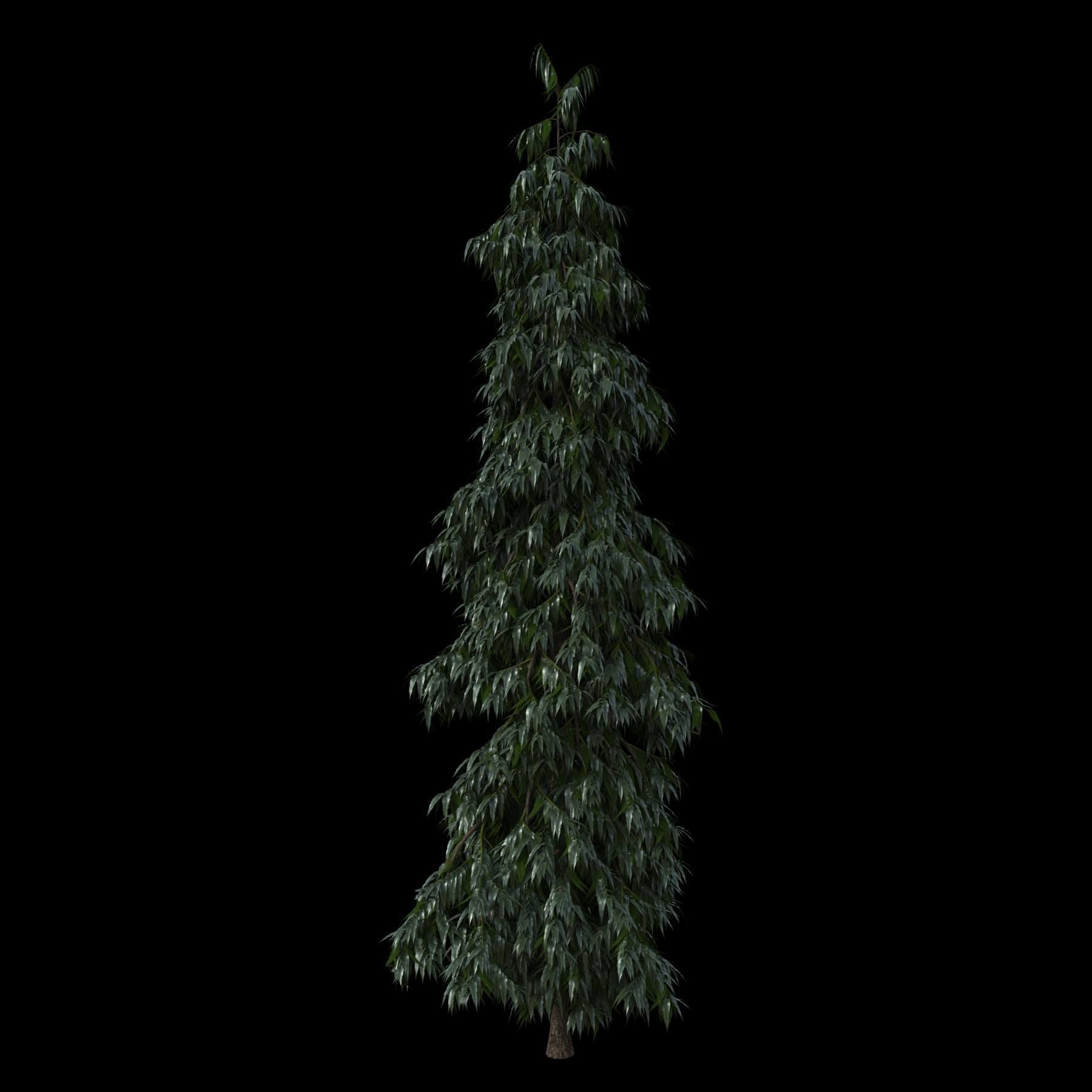 asopalav tree 3d model - ashoka tree - polygonia longifolia 3D model ...