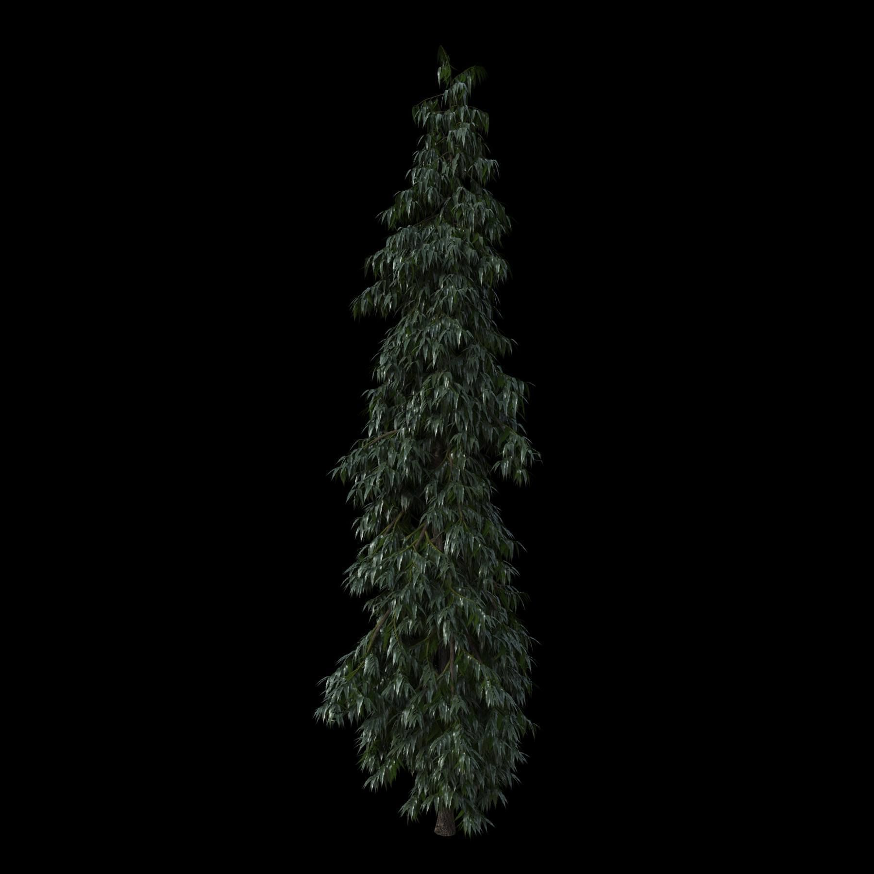 asopalav tree 3d model - ashoka tree - polygonia longifolia 3D model ...