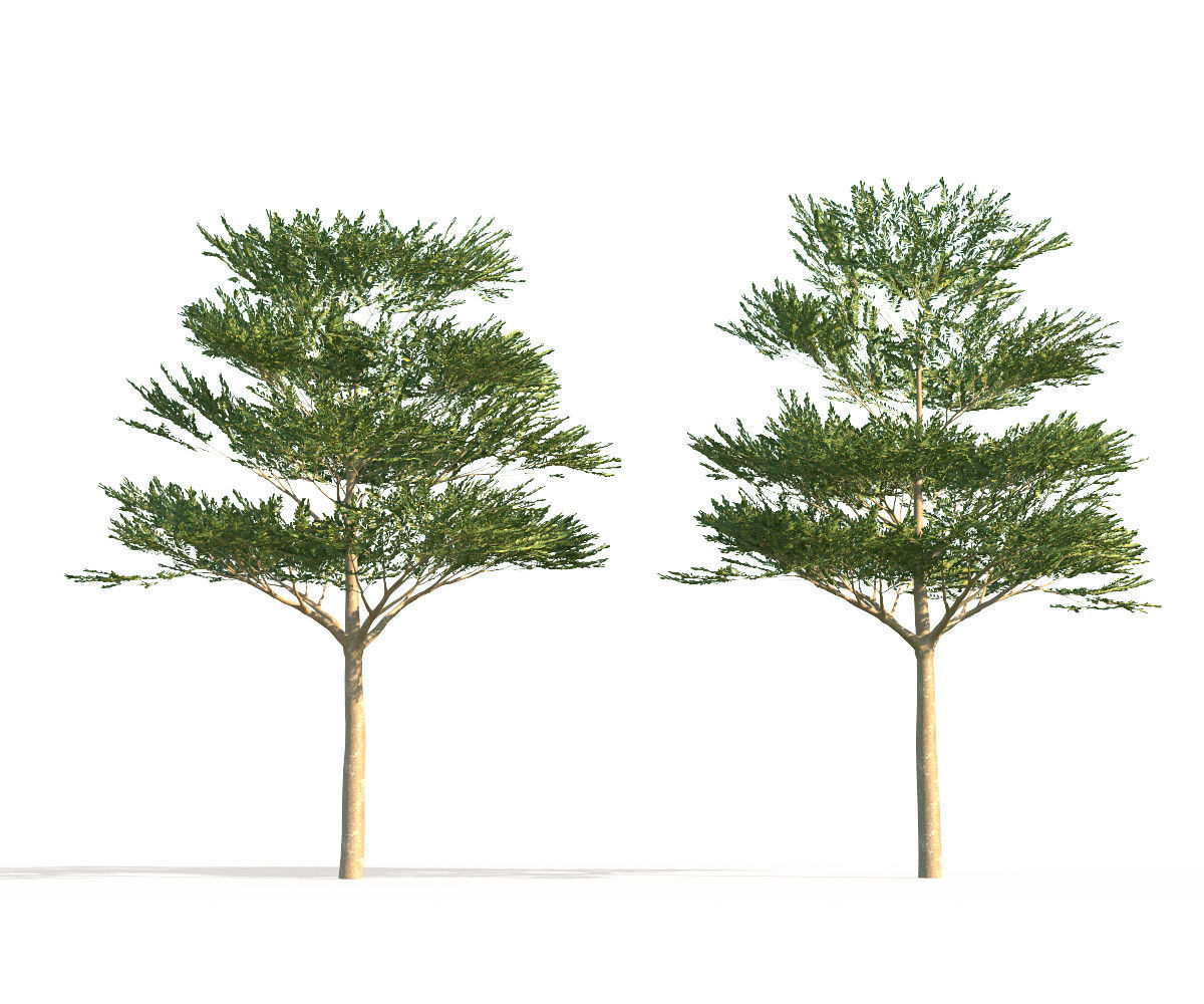 Terminalia ivorensis Tree Growfx with Animation 100 frame Loop 3D model ...