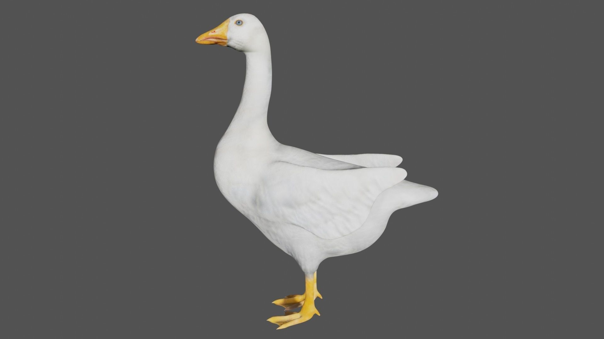 Canadian Goose 3D model | CGTrader