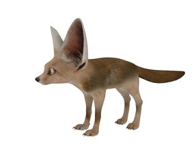 Fennec 3D Models | CGTrader