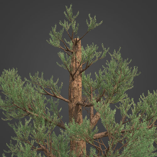 2021 PBR Western Juniper Collection - Juniperus Occidentalis 3D model | CGTrader