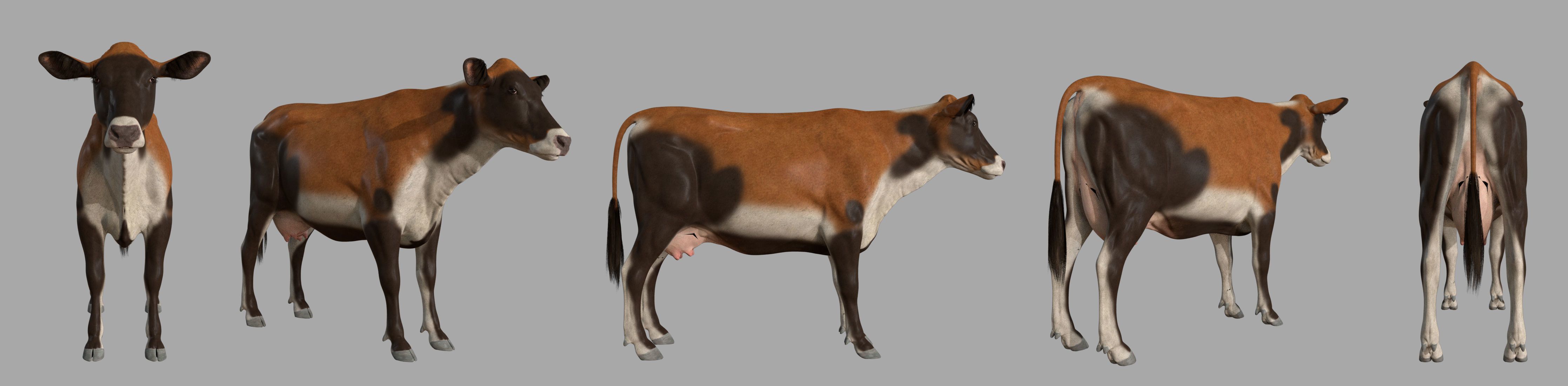 Cattle cow 3D model | CGTrader
