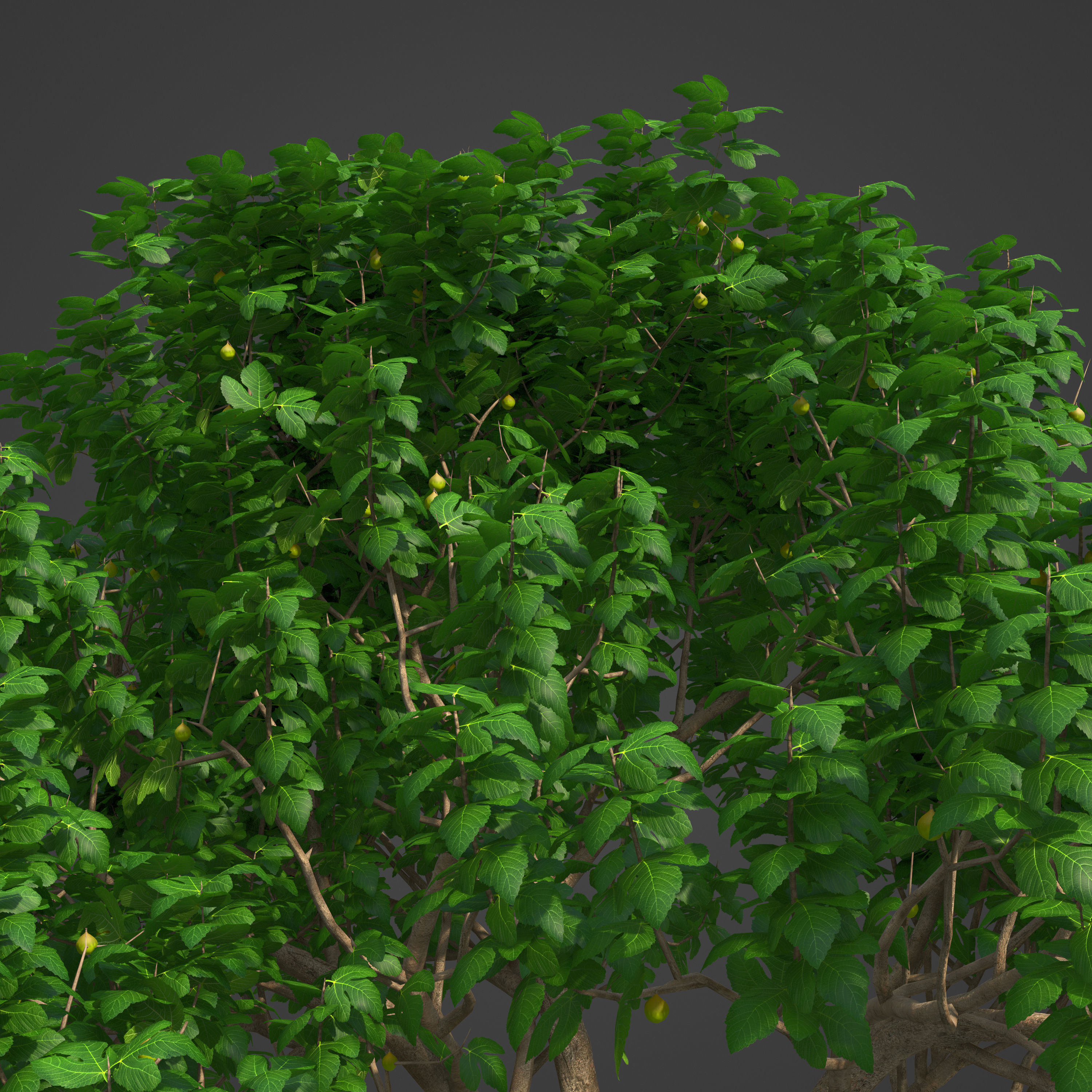 2021 PBR Fig Tree Collection - Ficus Carica 3D model | CGTrader