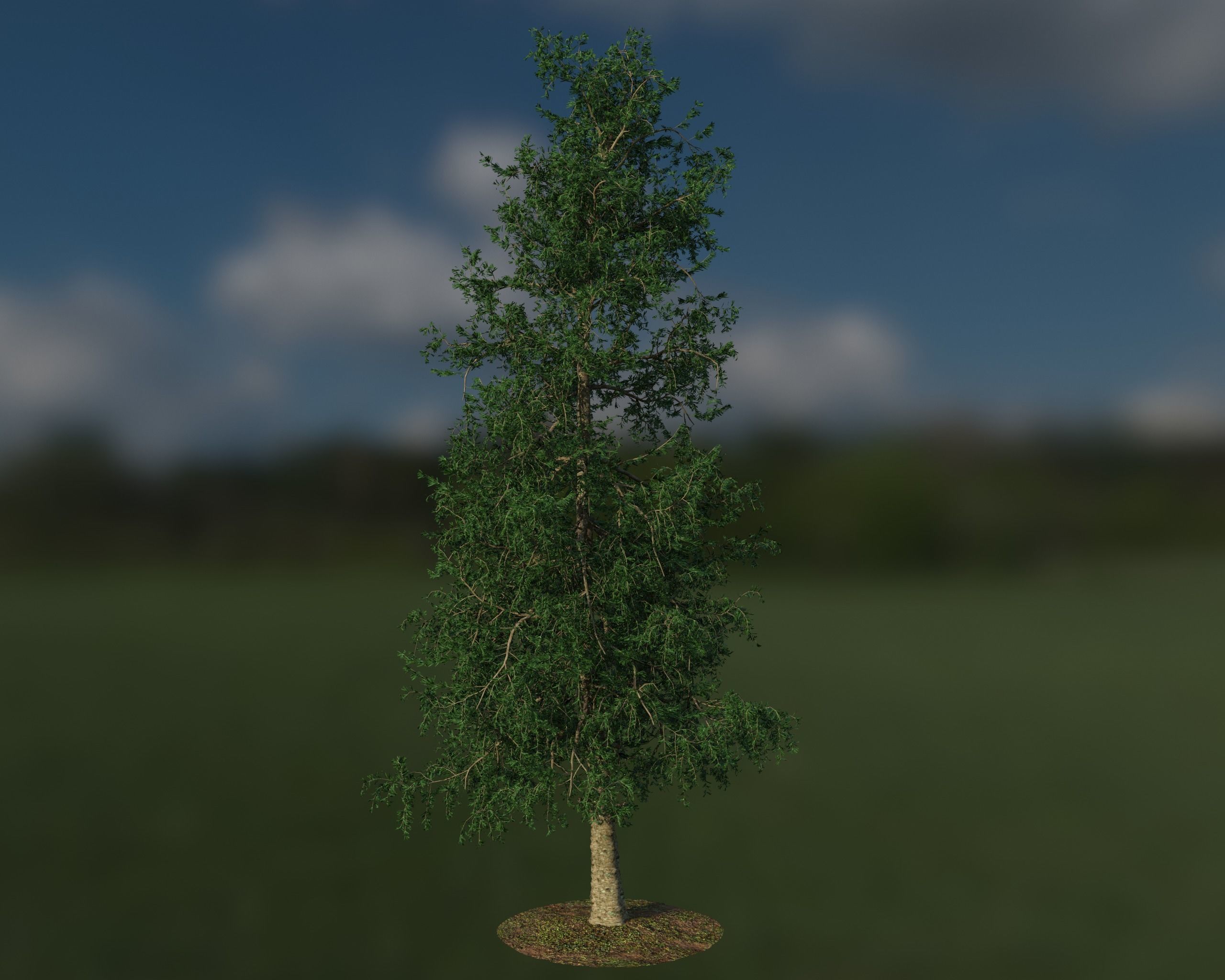 Larch 3D model | CGTrader