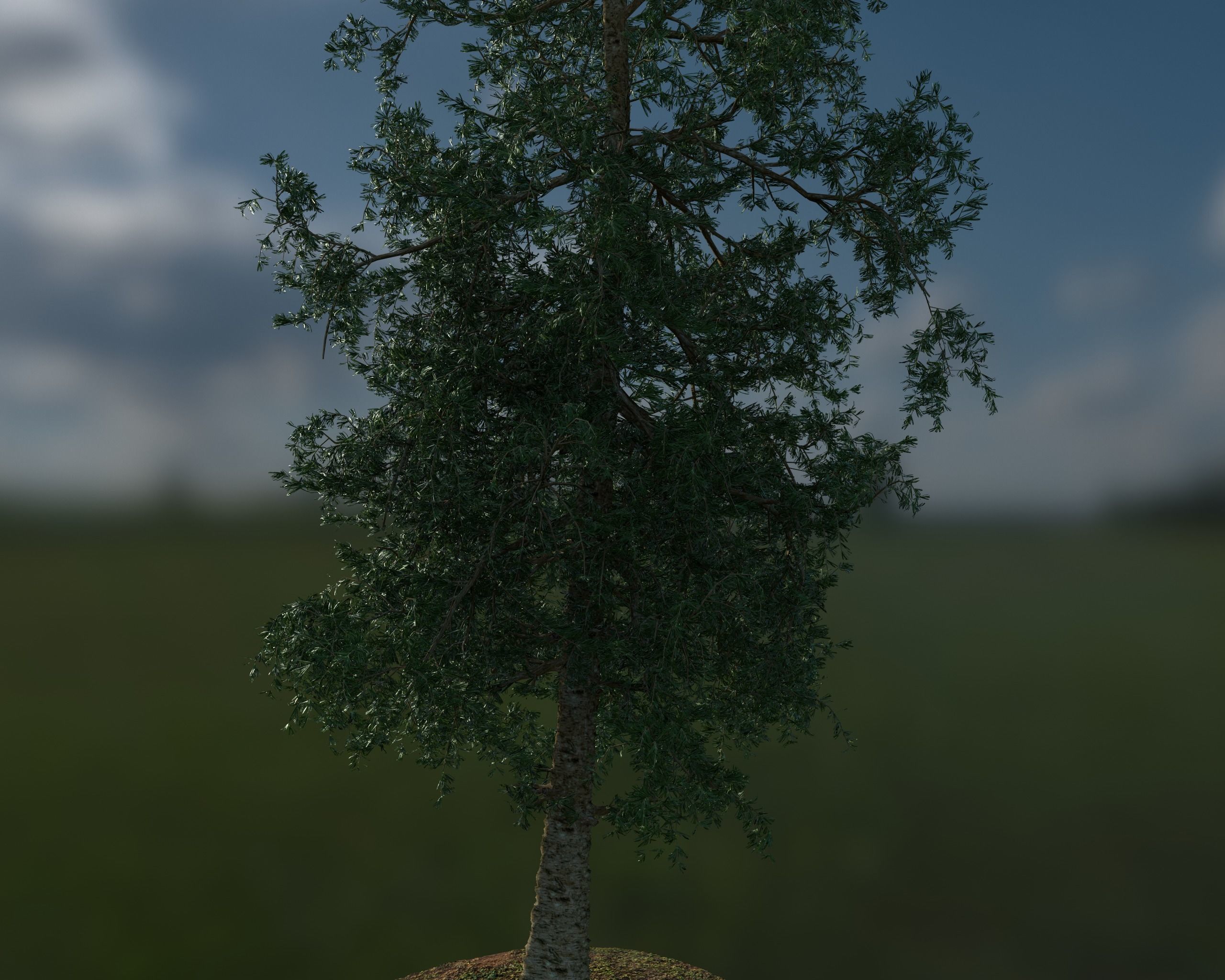 Larch 3D model | CGTrader