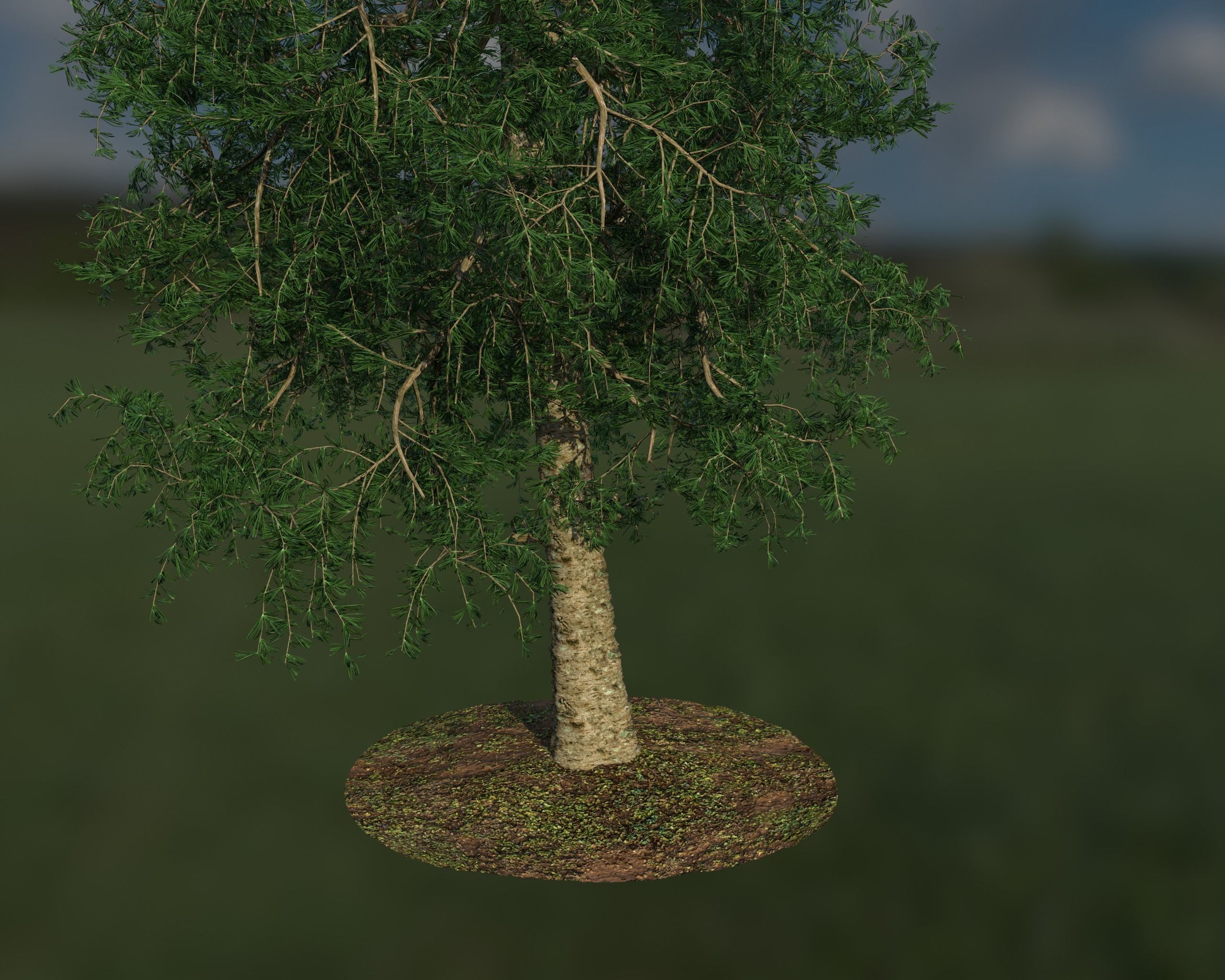 Larch 3D model | CGTrader