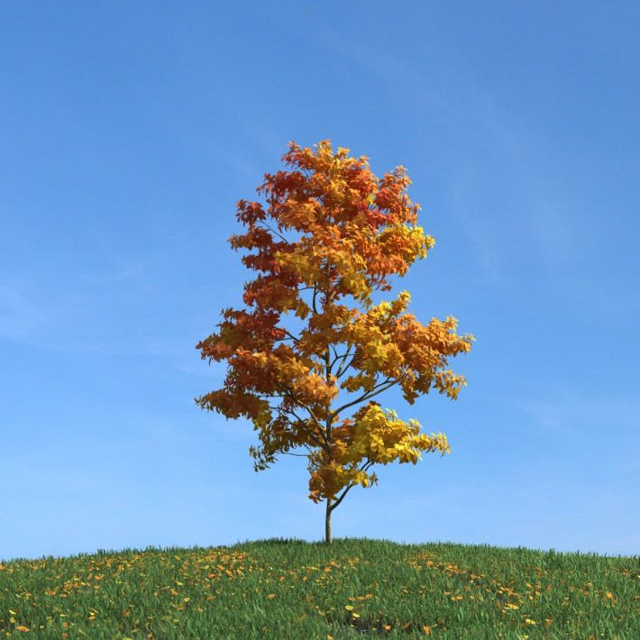 Leafy Fall Tree 3D model | CGTrader