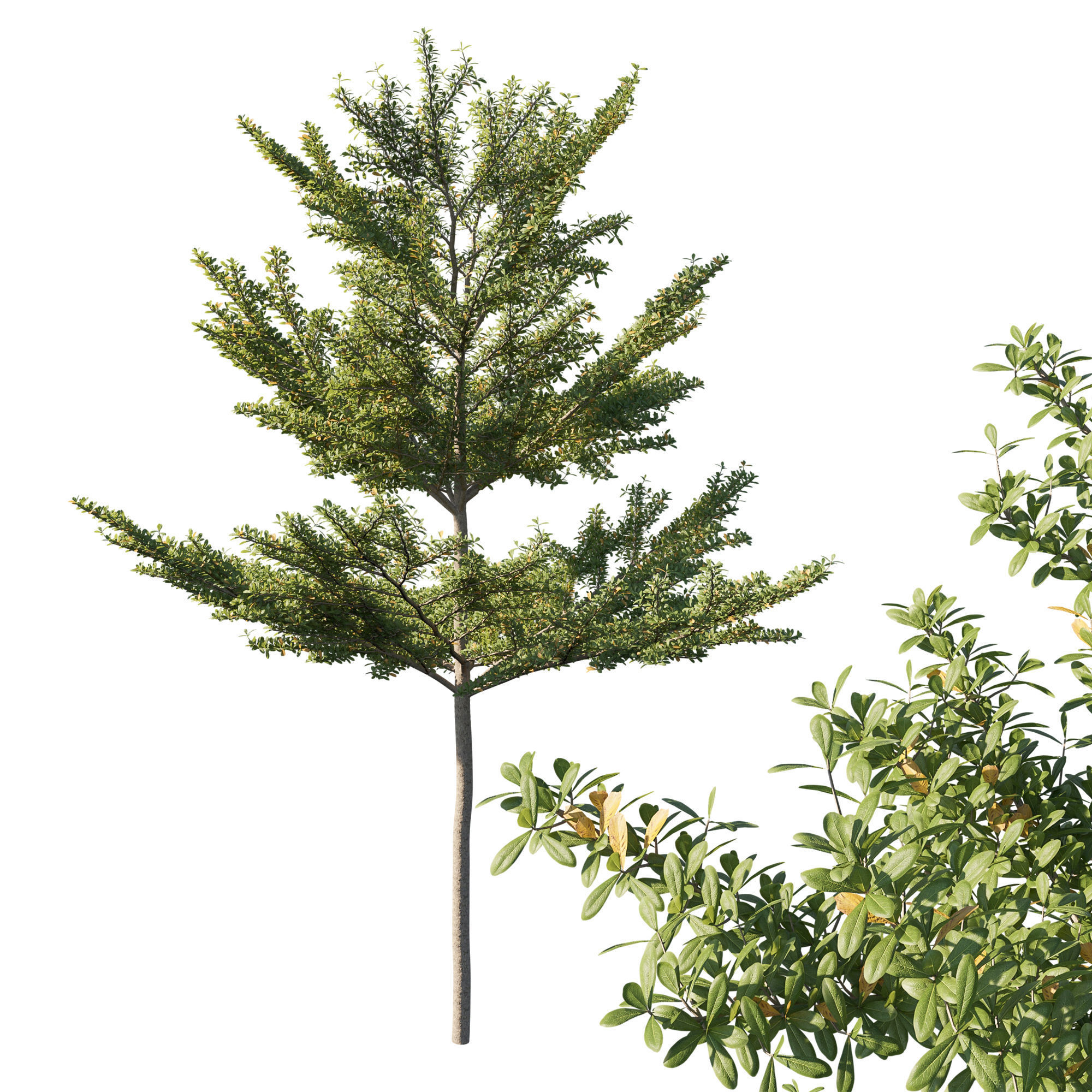 Terminalia Mantaly madagascar Almond 03 3D model | CGTrader