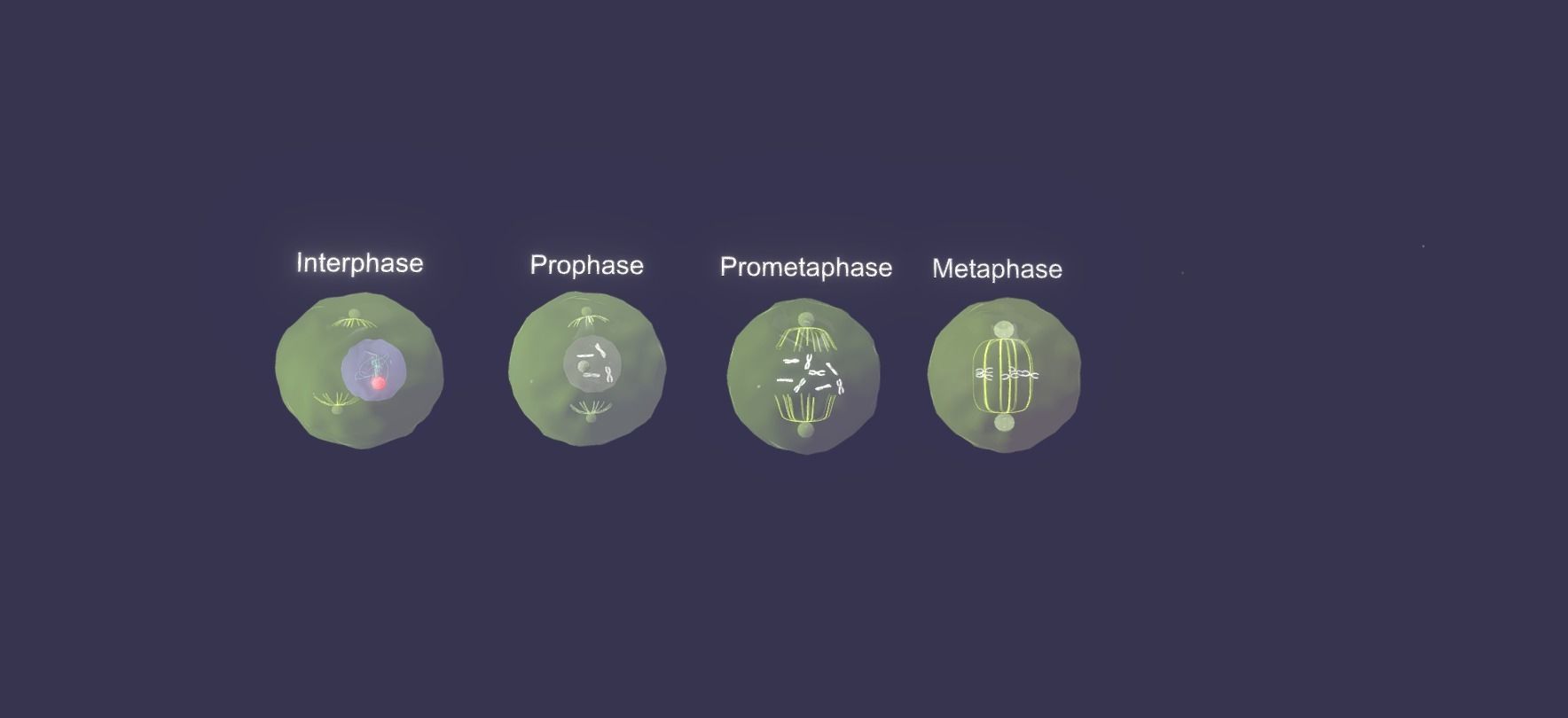3D model Mitosis 3d Model Animated VR / AR / low-poly | CGTrader