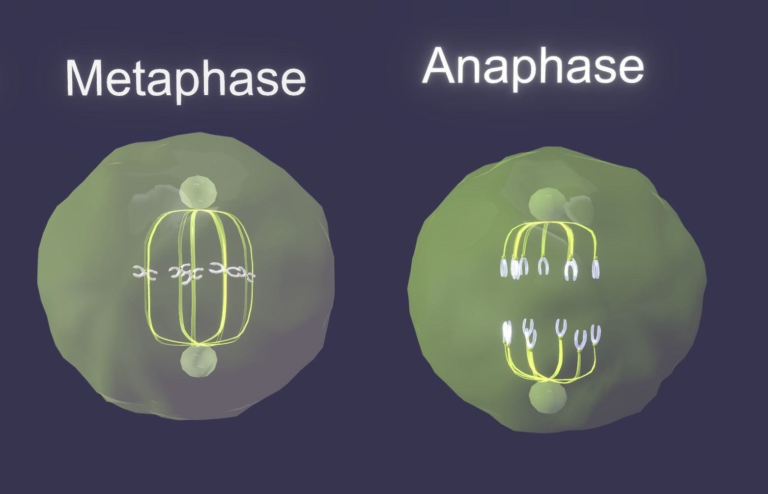 3D model Mitosis 3d Model Animated VR / AR / low-poly | CGTrader