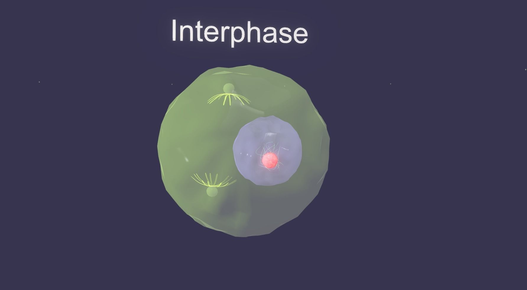 3D model Mitosis 3d Model Animated VR / AR / low-poly | CGTrader