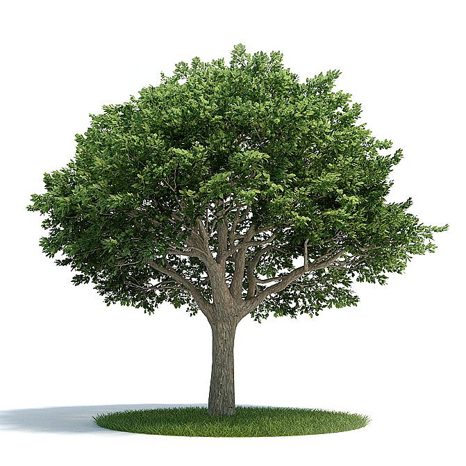 Leafy Green Tree 3D model | CGTrader
